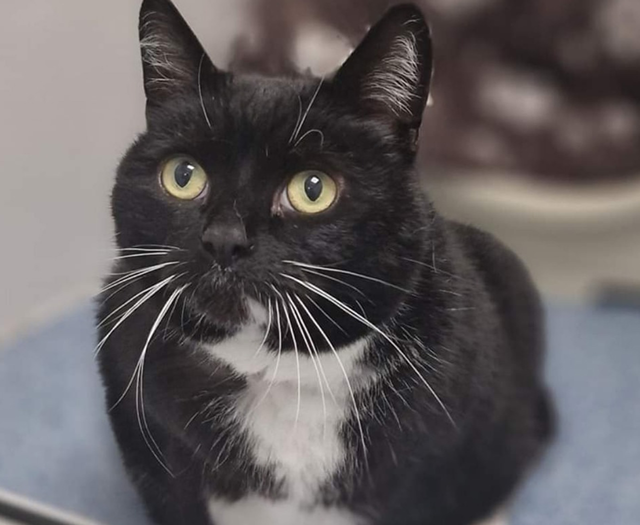 Pepsi - Animal Welfare Furness