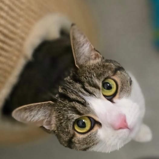 IVY - Animal Welfare Furness