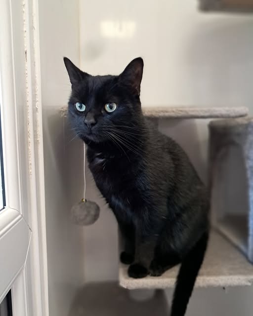 DEREK - Animal Welfare Furness