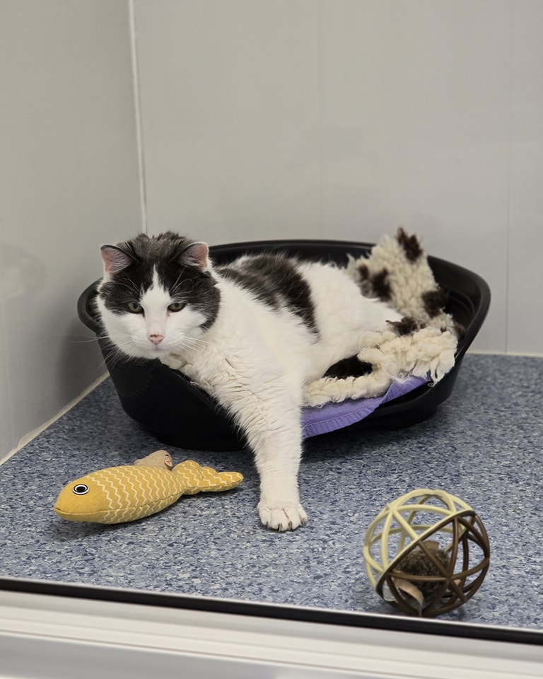 COLIN - Animal Welfare Furness