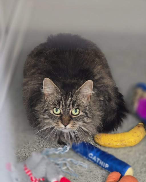 NANCY - Animal Welfare Furness