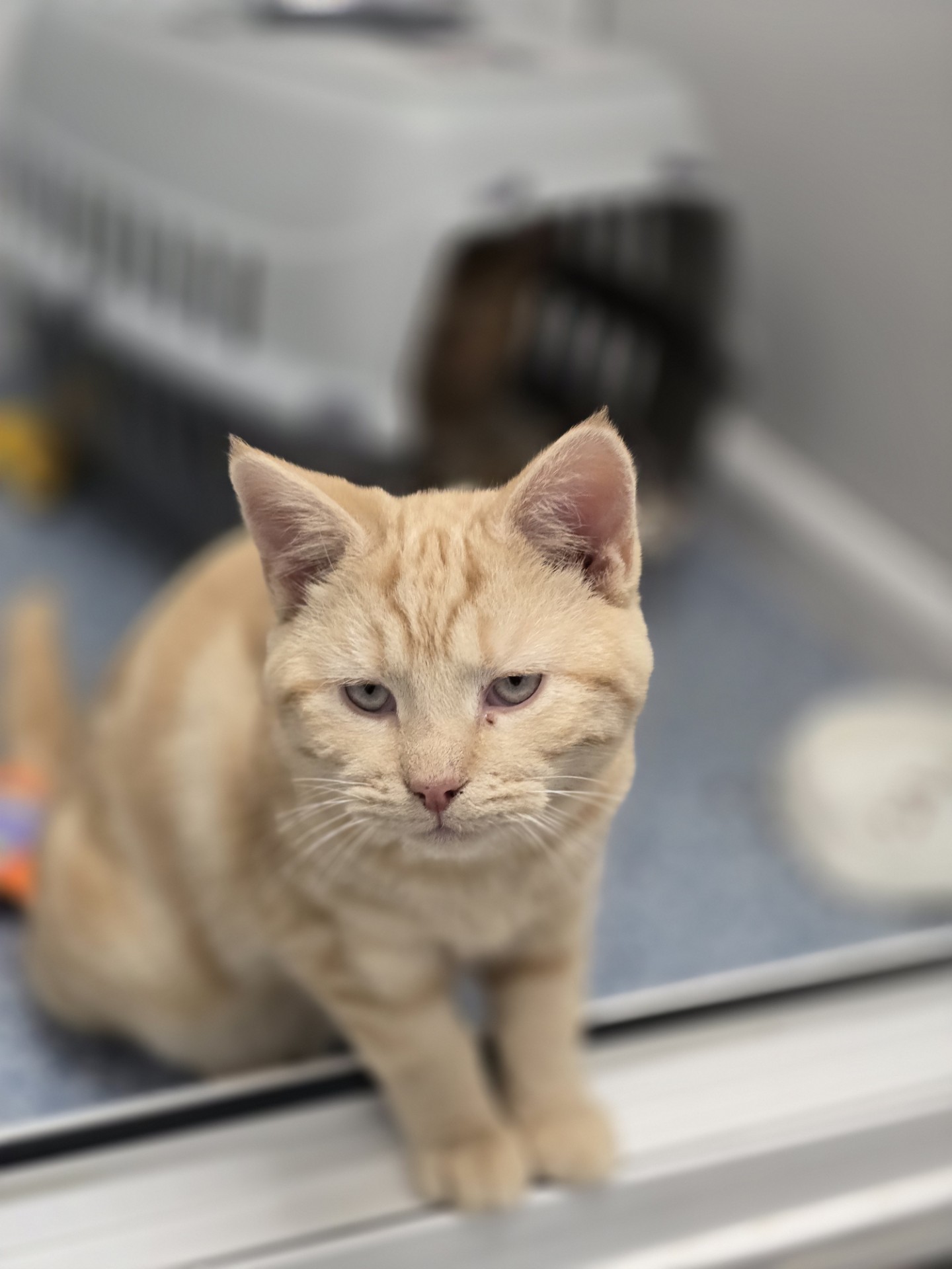 JERRY - Animal Welfare Furness