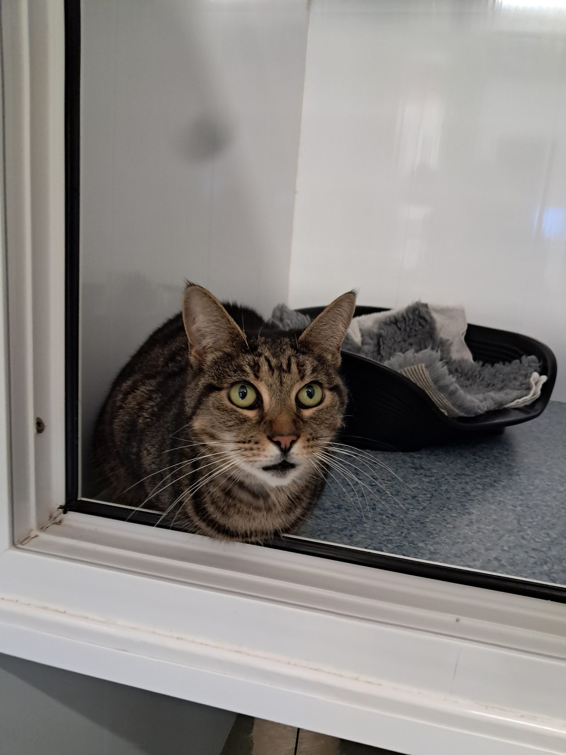 GLINDA - Animal Welfare Furness