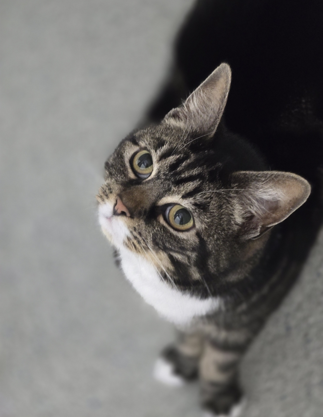 KIMI - Animal Welfare Furness